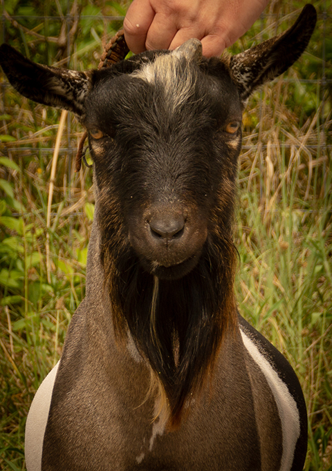 Bucktopia - Show Goats and Products